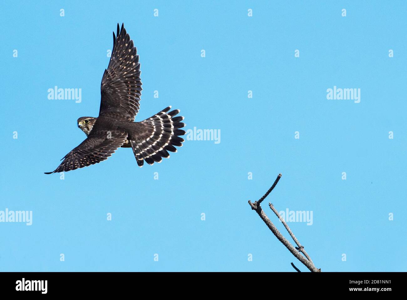 Merlin falcon flight during autumn migration Stock Photo - Alamy