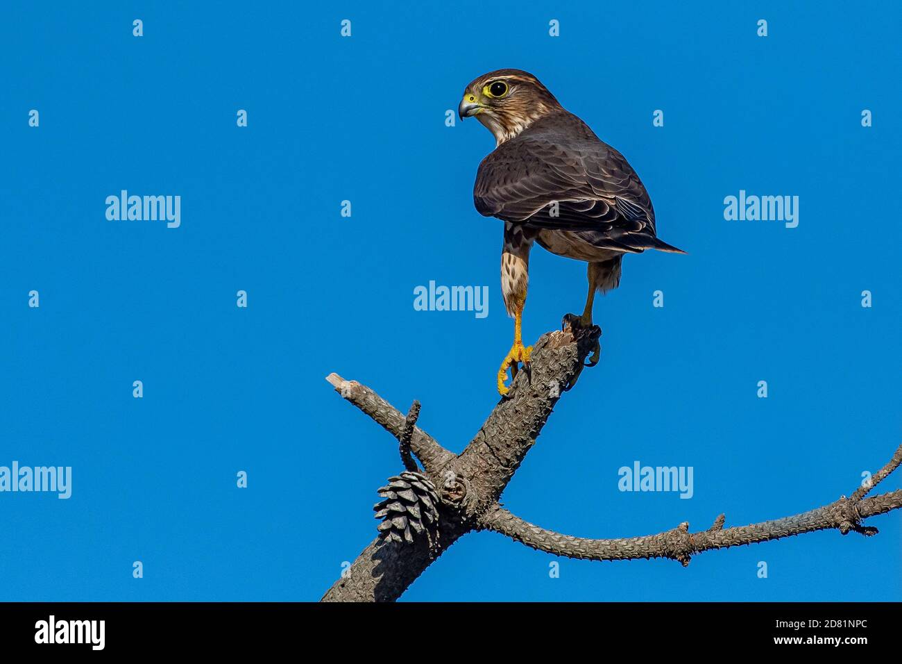 Merlin falcons hi-res stock photography and images - Alamy
