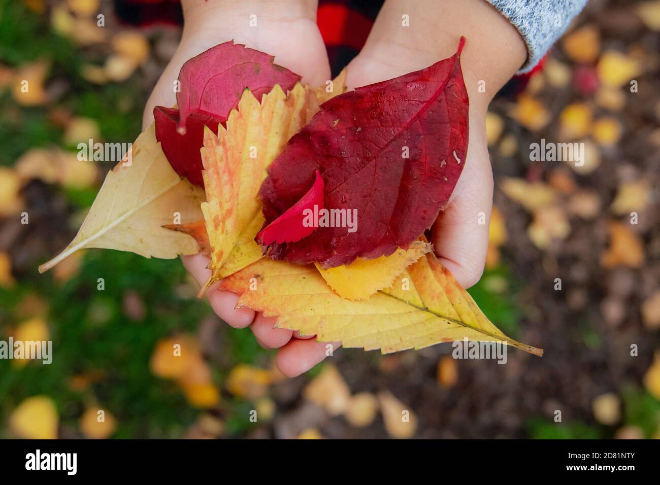 Child collecting autumn leaves Stock Photo - Alamy