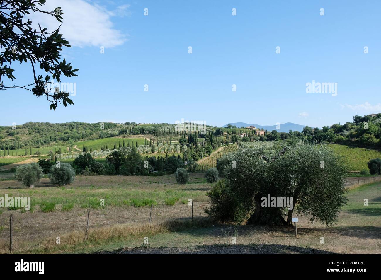 Rural landscape in Tuscany in Italy with olive trees and dry grass ...