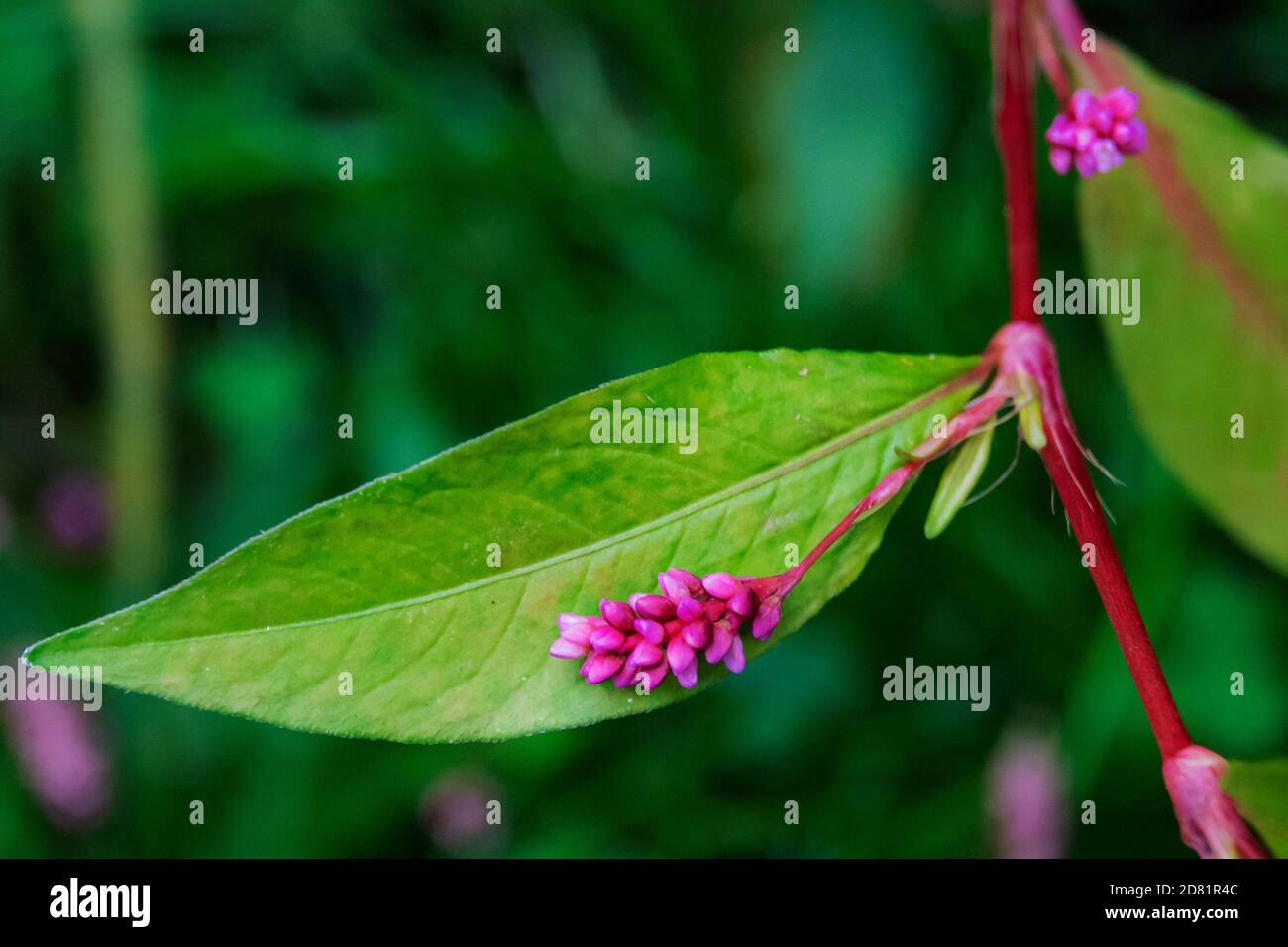 Smartweed hi-res stock photography and images - Alamy