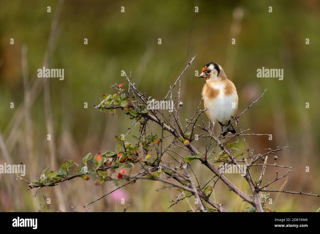 Goldfinch resting hi-res stock photography and images - Alamy