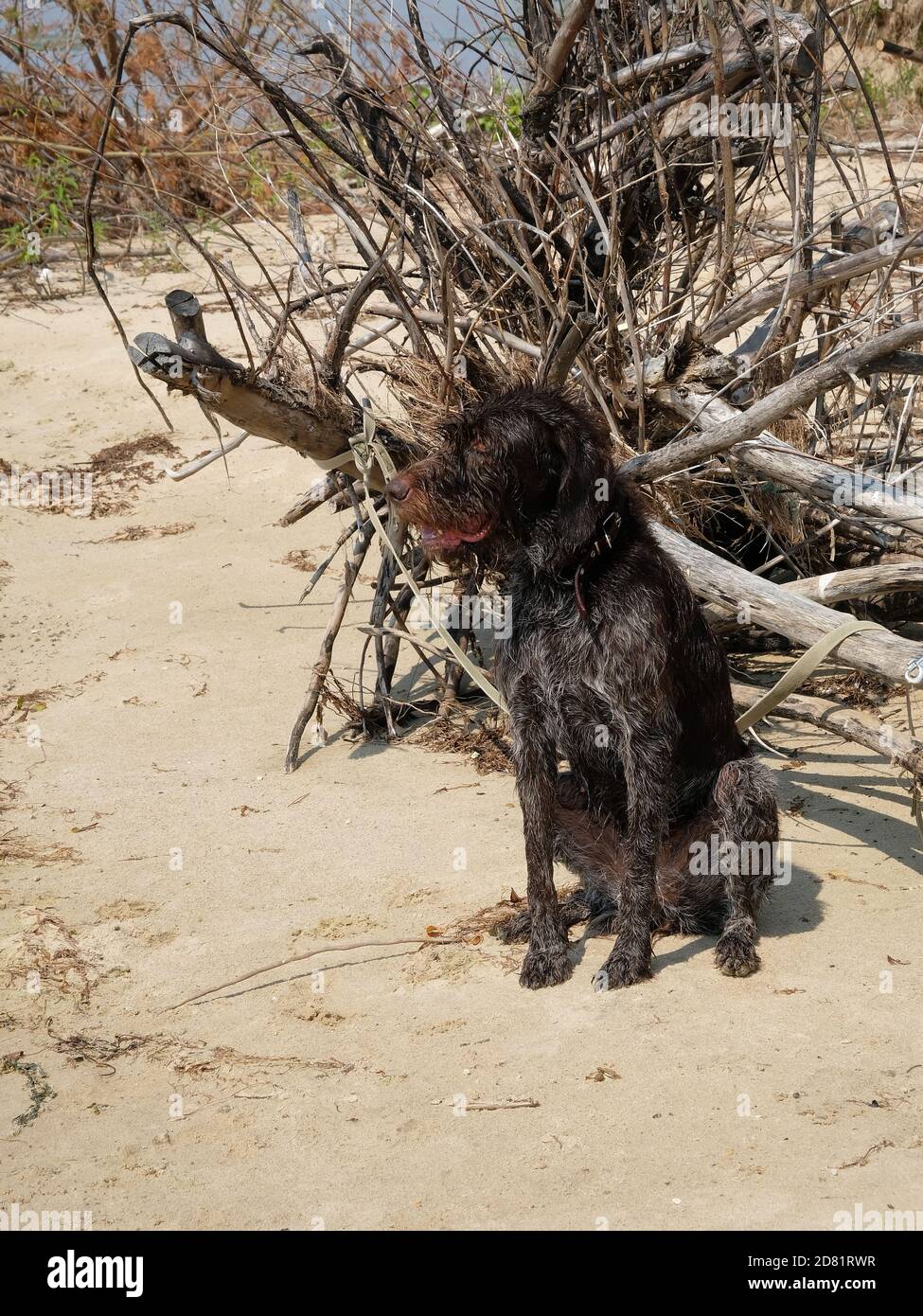 Hunting dog, Drathaar sitting on a beach wet after swimming in the ...