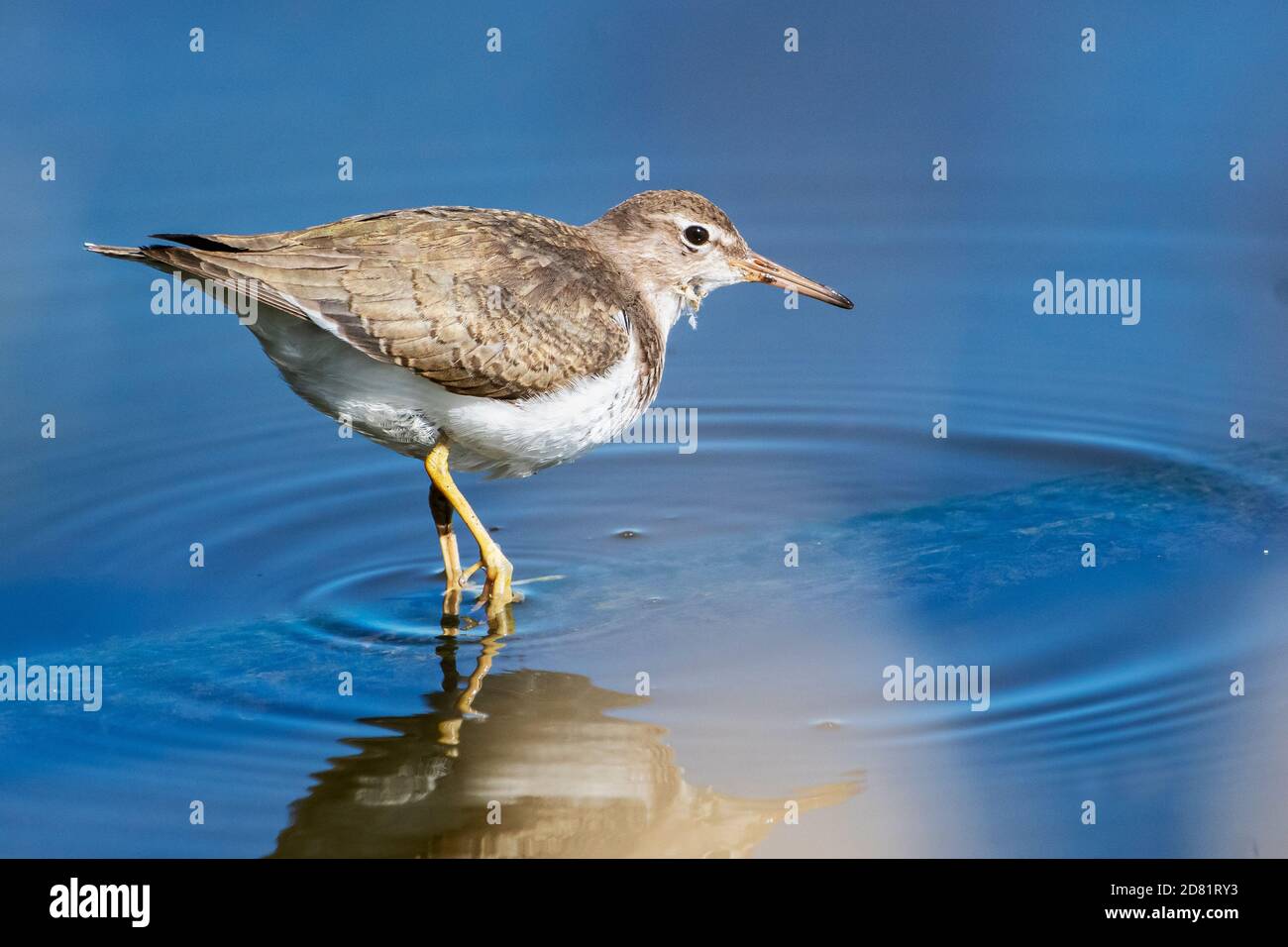 Winter plumaged spotted sandpiper Stock Photo - Alamy