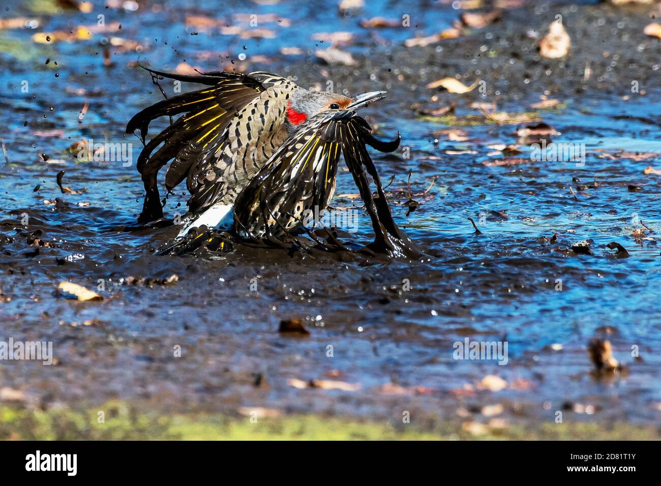 Northern flicker bathing in muddy water in autumn Stock Photo - Alamy