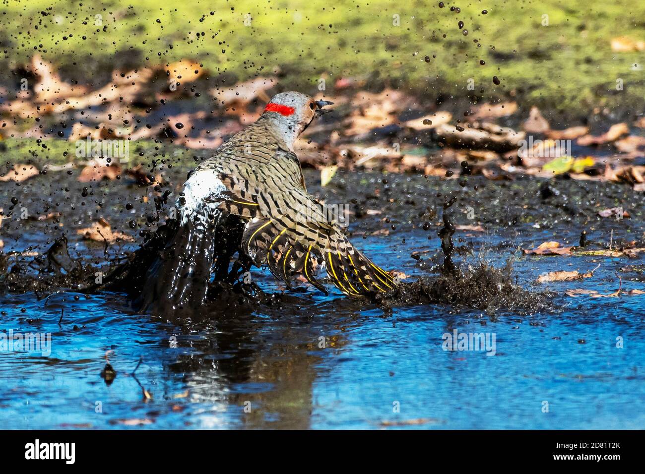 Northern flicker bathing in muddy water in autumn Stock Photo - Alamy