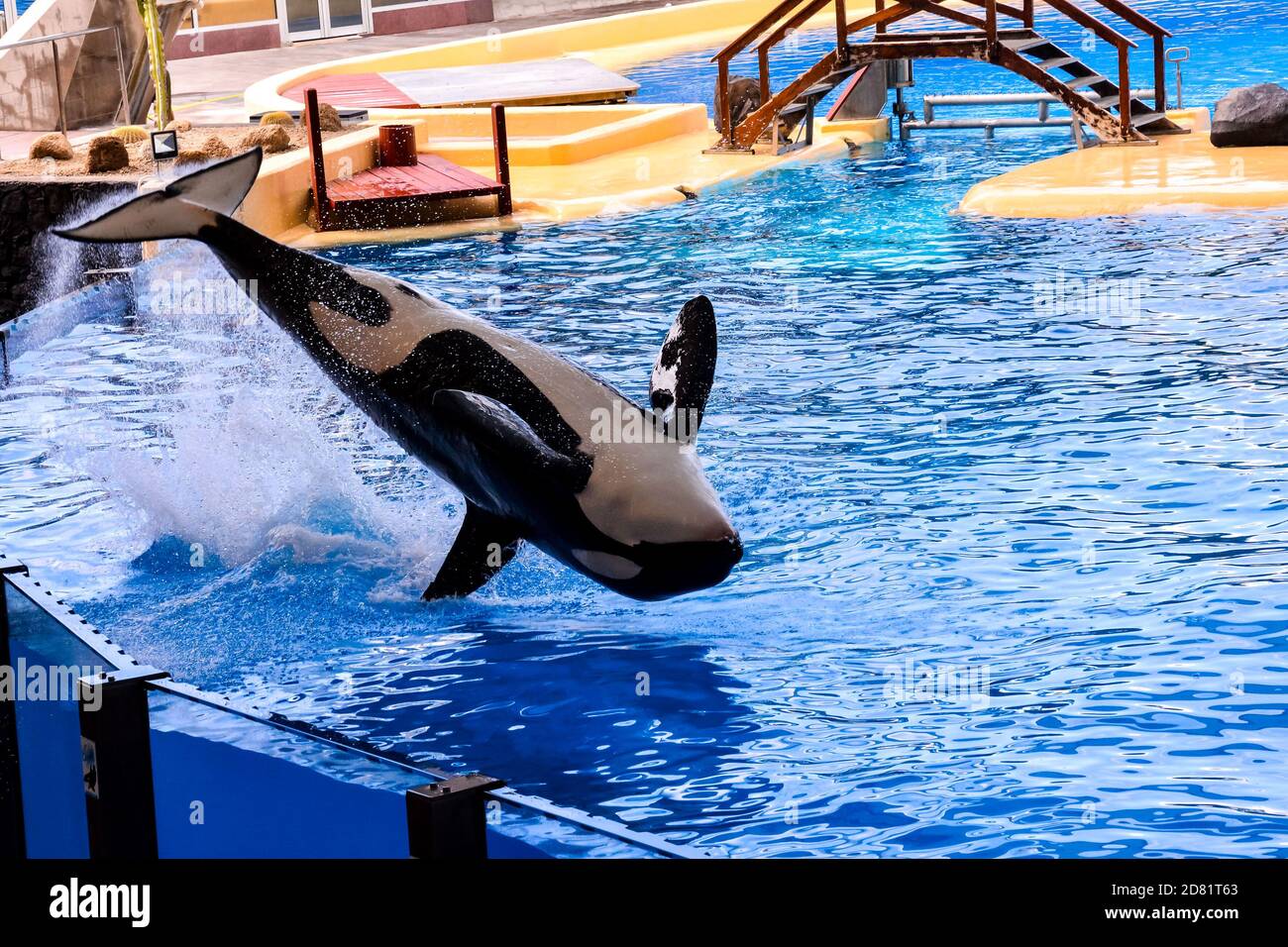 Mammal Orca Killer Whale Fish Stock Photo - Alamy