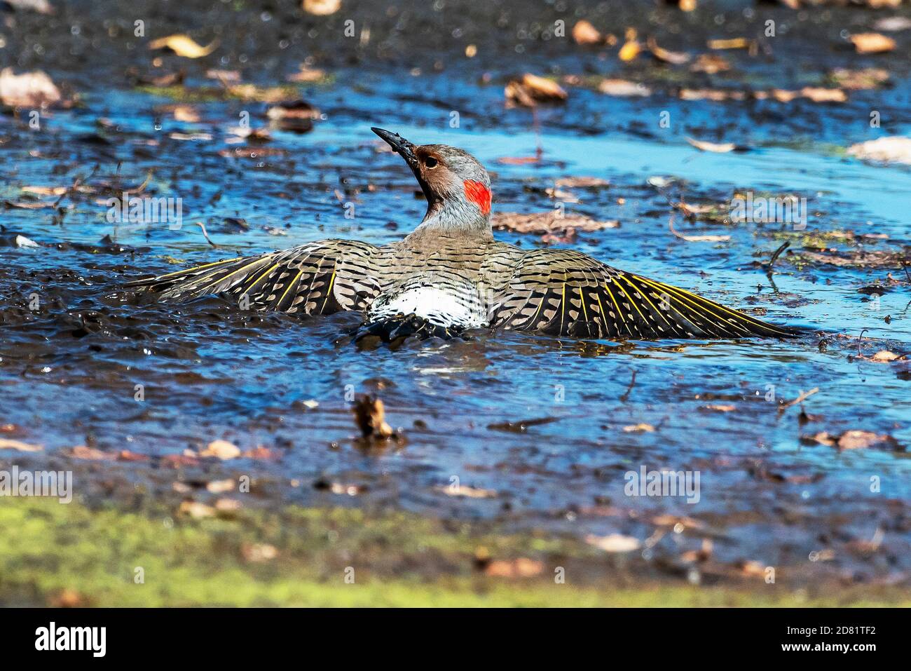 Northern flicker bathing in muddy water in autumn Stock Photo - Alamy