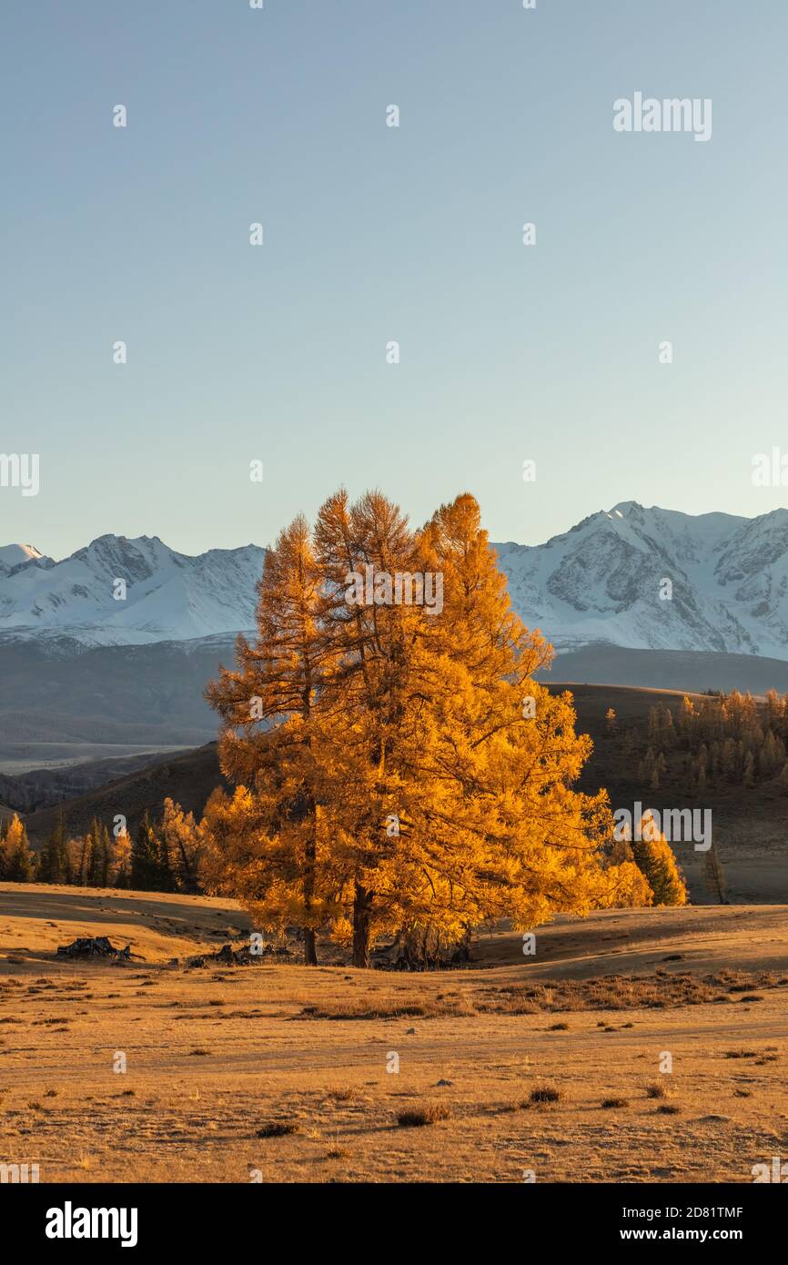 Beautiful portrait size shot of a golden tree in the foreground and ...
