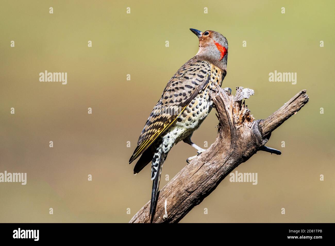 Yellow shafted flickers hi-res stock photography and images - Alamy