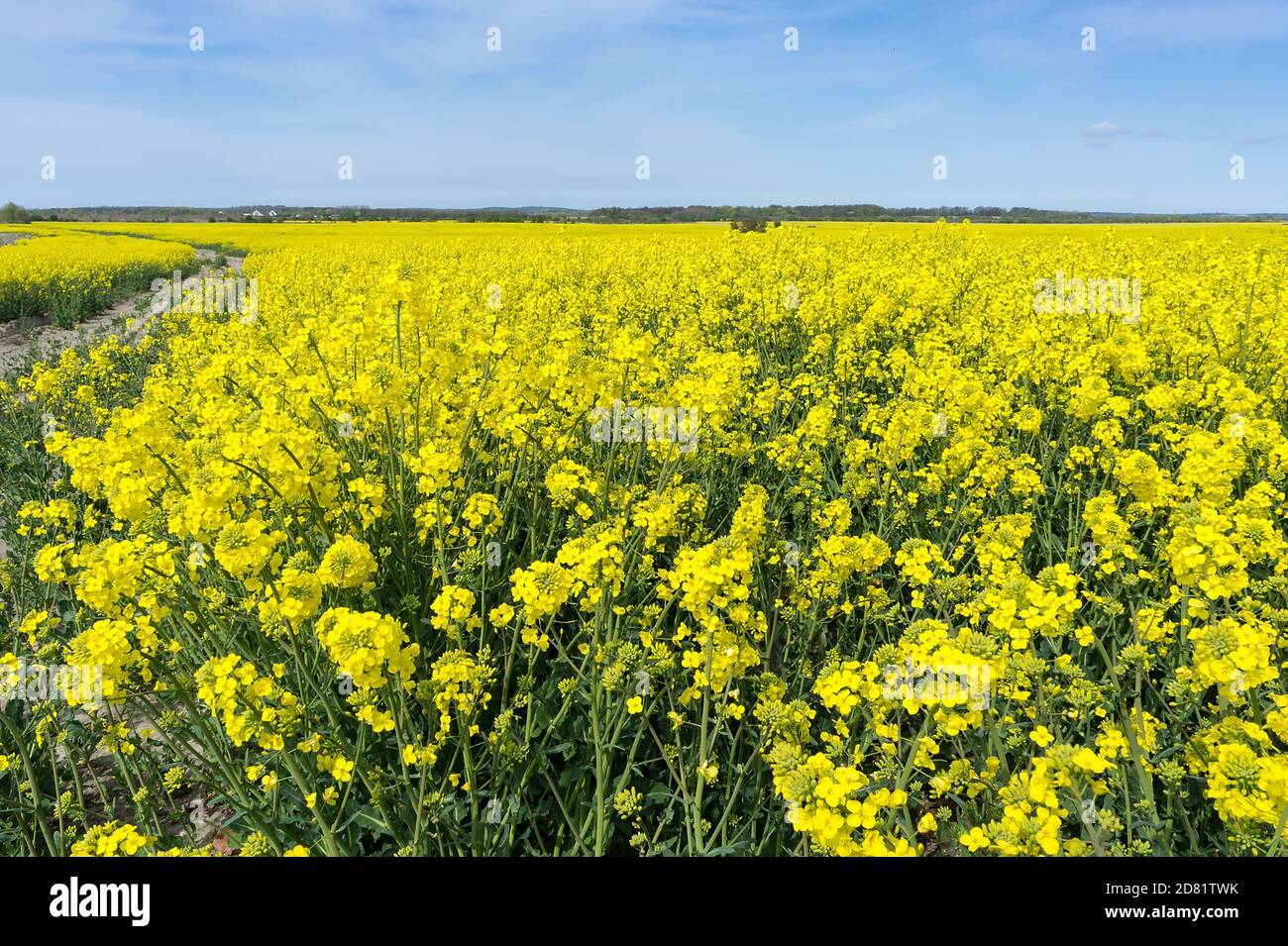 sowing crops of rapeseed, a flowering plant rape Stock Photo - Alamy