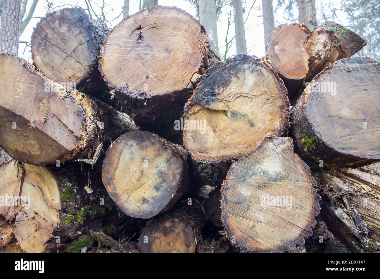 felled trees in a stack, logs from felled tree trunks Stock Photo - Alamy