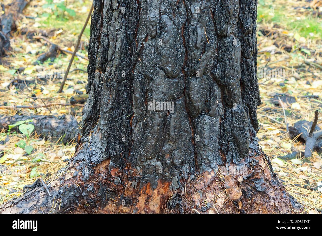 forest fire, scorched trees, burned tree trunks Stock Photo - Alamy