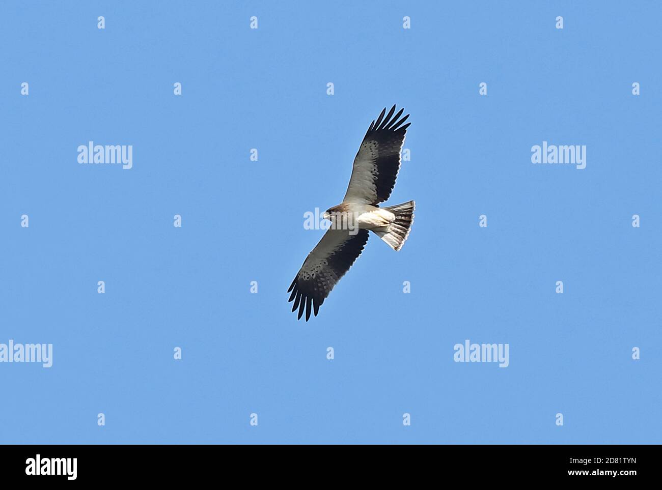 Booted eagle hieraaetus pennatus hi-res stock photography and images ...