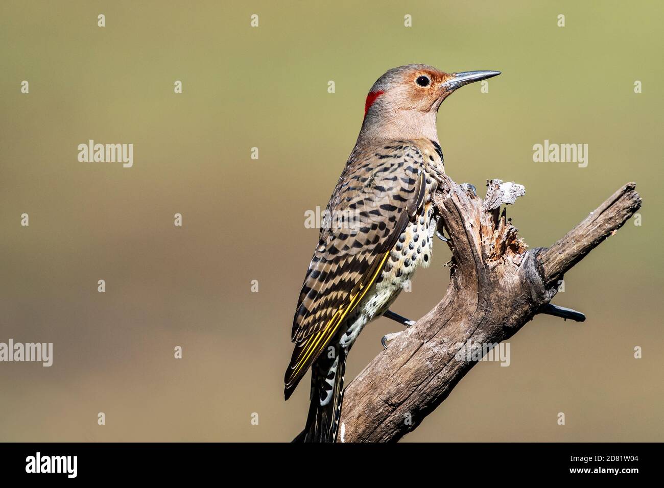 Yellow shafted flickers hi-res stock photography and images - Alamy