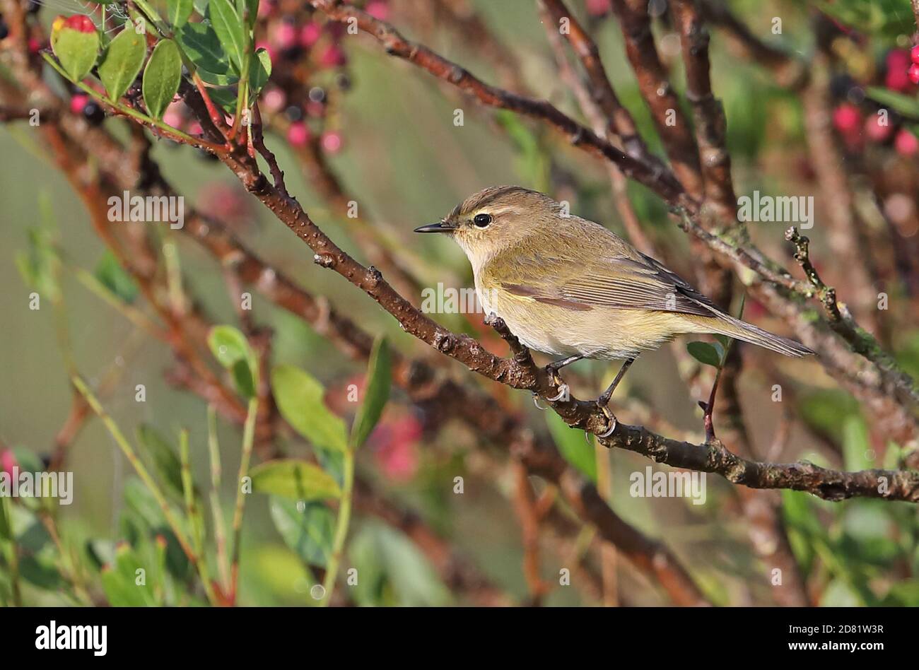 Birds of menorca hi-res stock photography and images - Alamy