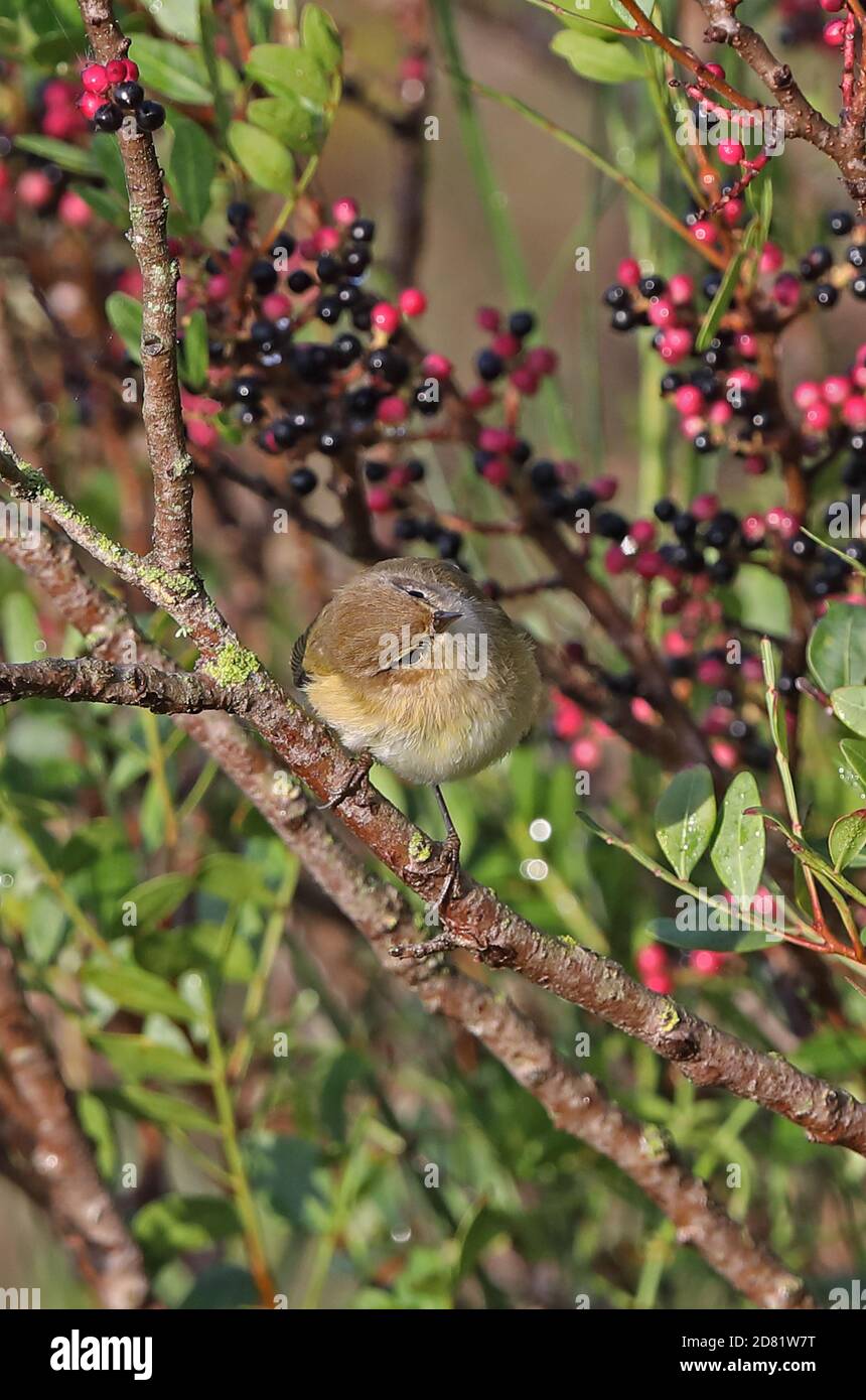 Birds of menorca hi-res stock photography and images - Alamy