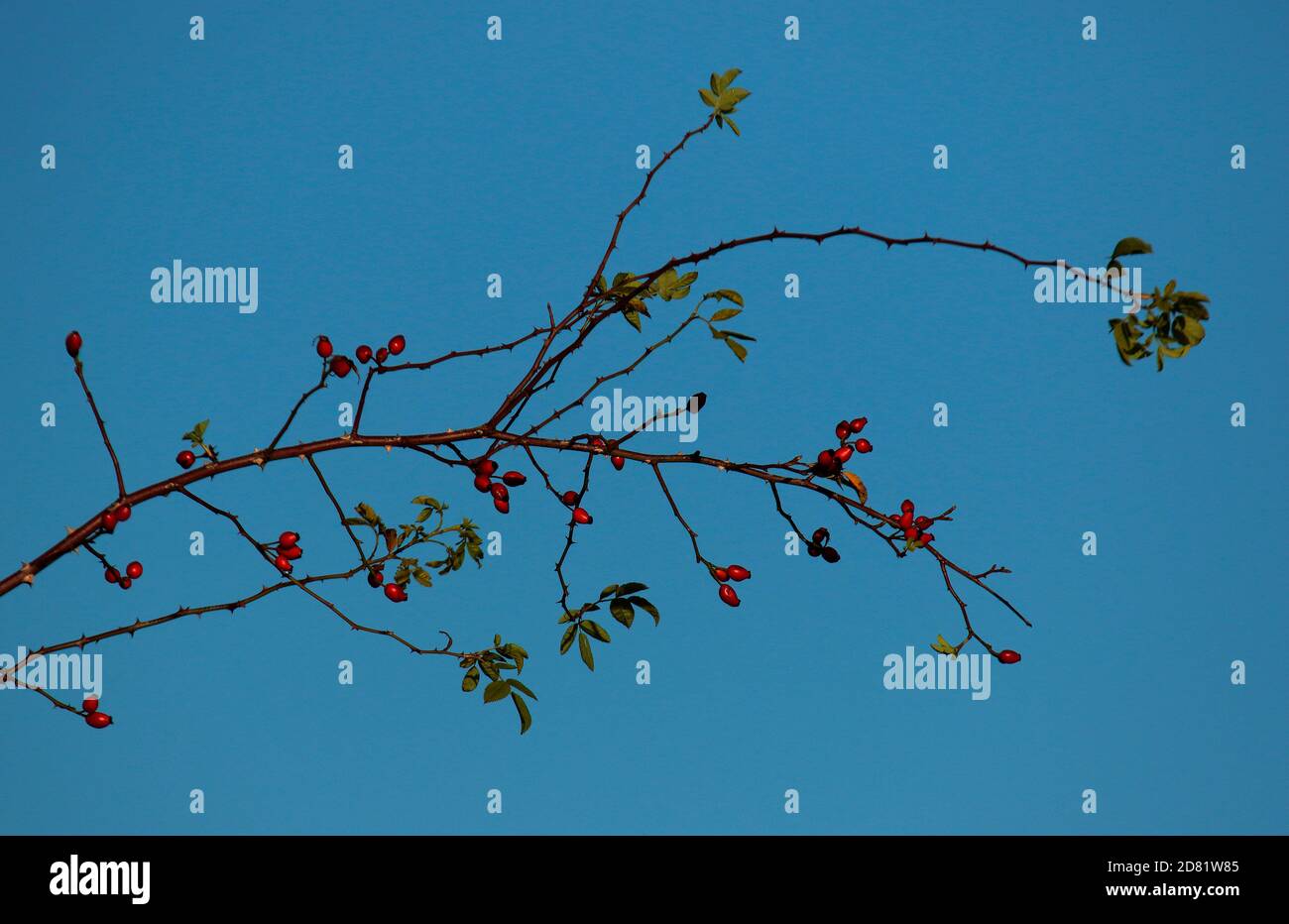Rose hips for syrup hi-res stock photography and images - Alamy
