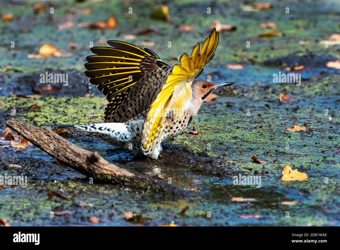Underwings hi-res stock photography and images - Alamy