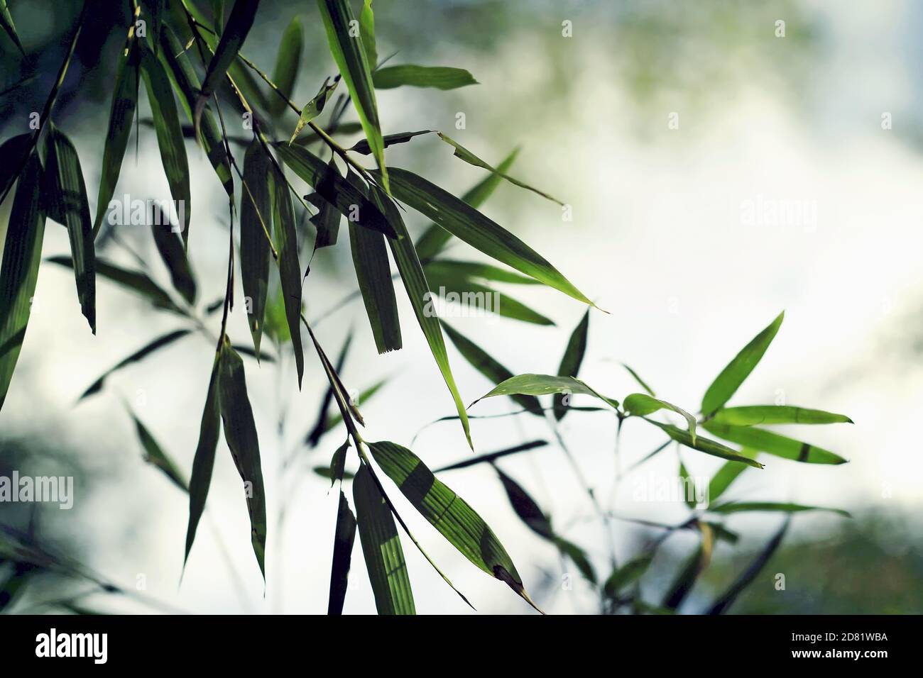 Fog branch fresh water hi-res stock photography and images - Alamy