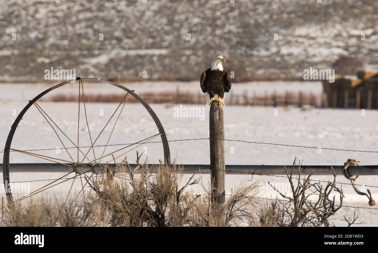 Bald Eagle on a Fence Post Stock Photo - Alamy