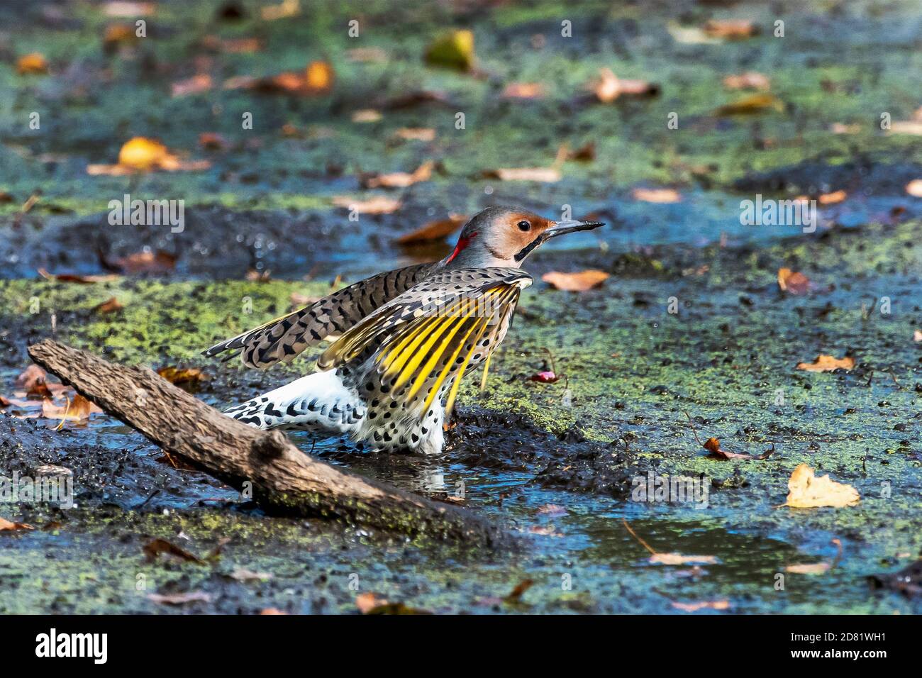 Yellow shafted flickers hi-res stock photography and images - Alamy