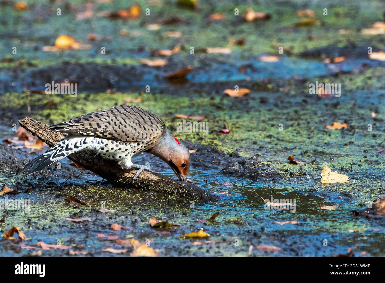 Northern flicker drinking in autumn Stock Photo - Alamy