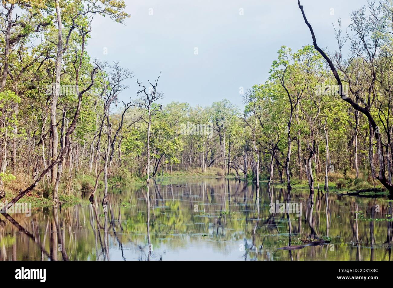 landscape of trees reflection in lake at Chitwan National Park in Nepal ...