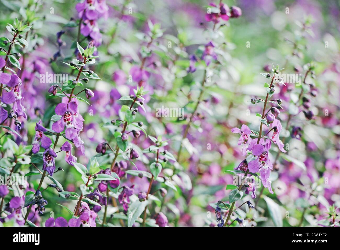 blooming purple Angelonia flower bushes in garden Stock Photo - Alamy