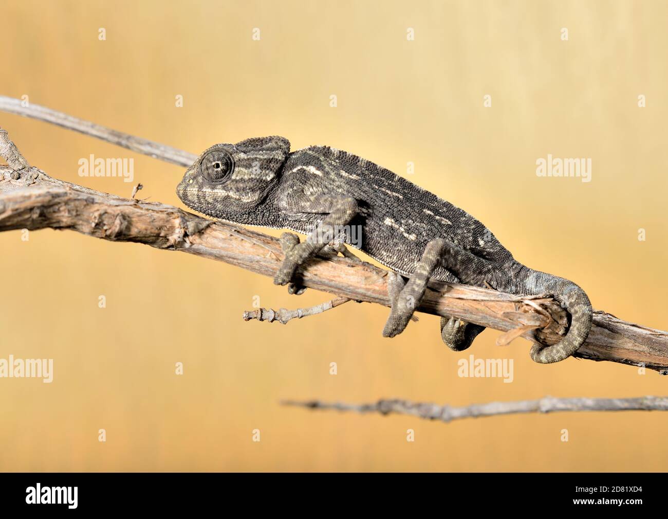 Gray Colours High Resolution Stock Photography and Images - Alamy