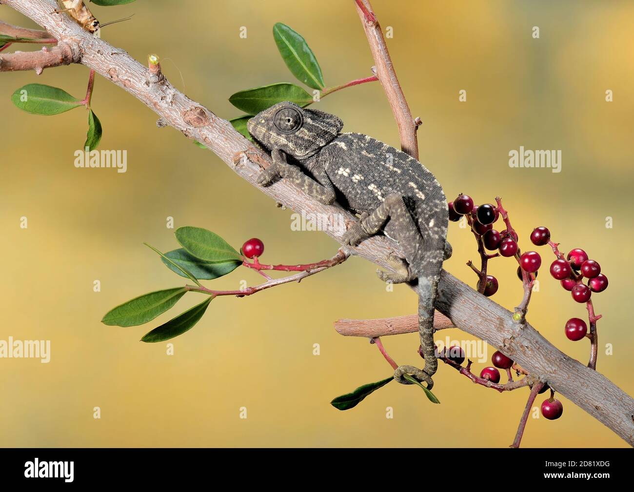 Chameleon Camouflage High Resolution Stock Photography and Images - Alamy