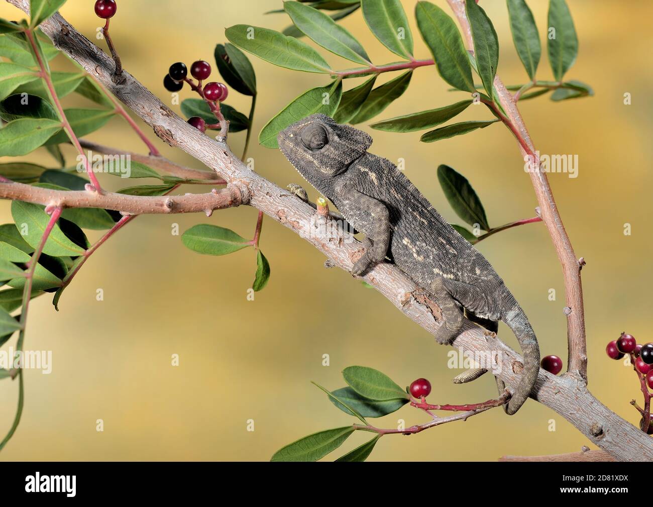 Chameleon Camouflage High Resolution Stock Photography and Images - Alamy