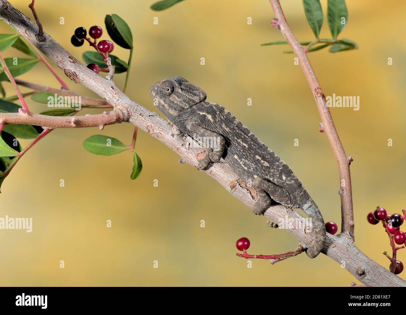Chameleon Camouflage High Resolution Stock Photography and Images - Alamy