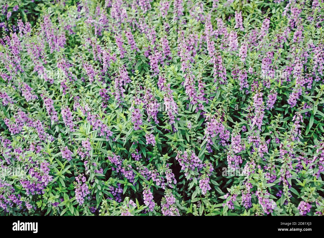 blooming purple Angelonia flower bushes in garden Stock Photo - Alamy