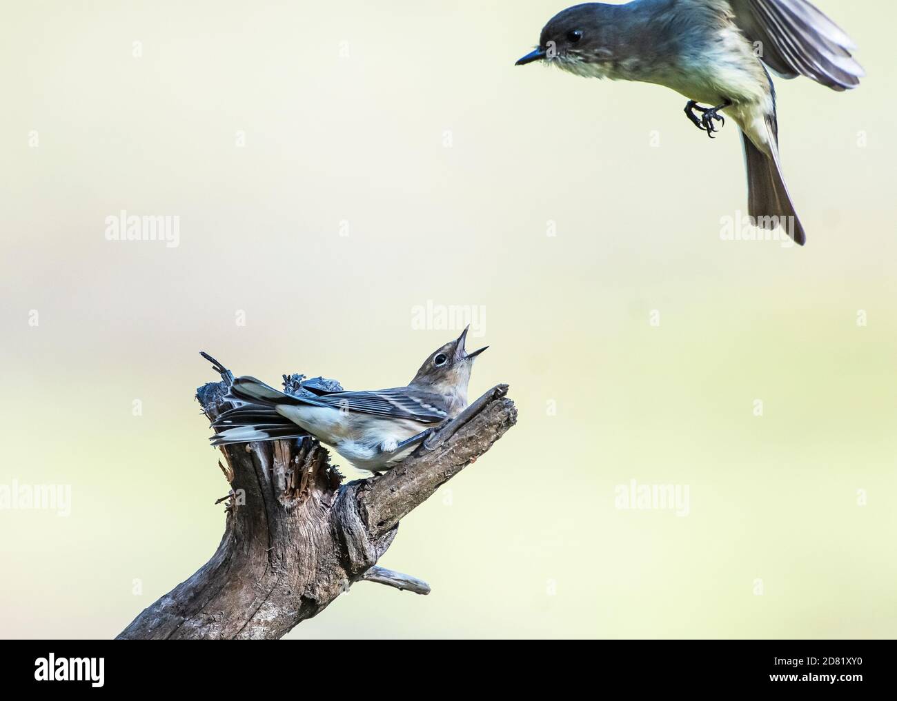 Eastern Phoebe and yellow-rumped warbler perch altercation Stock Photo ...