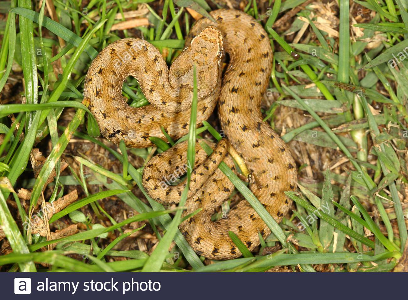 Aspis Viper France High Resolution Stock Photography and Images - Alamy
