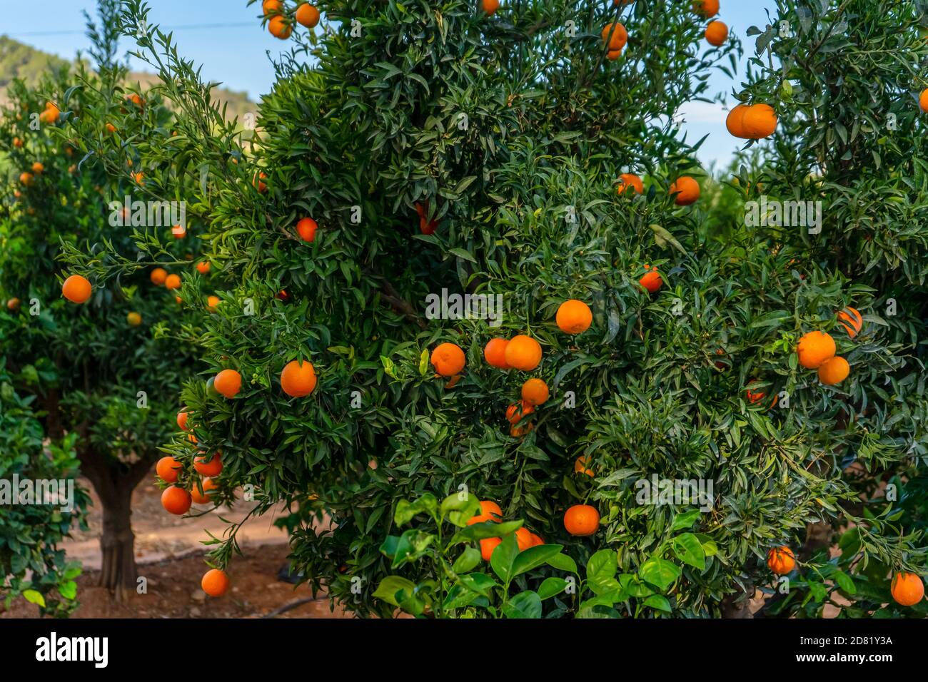 Field of cultivation of oranges, trees with many fruits at full ...