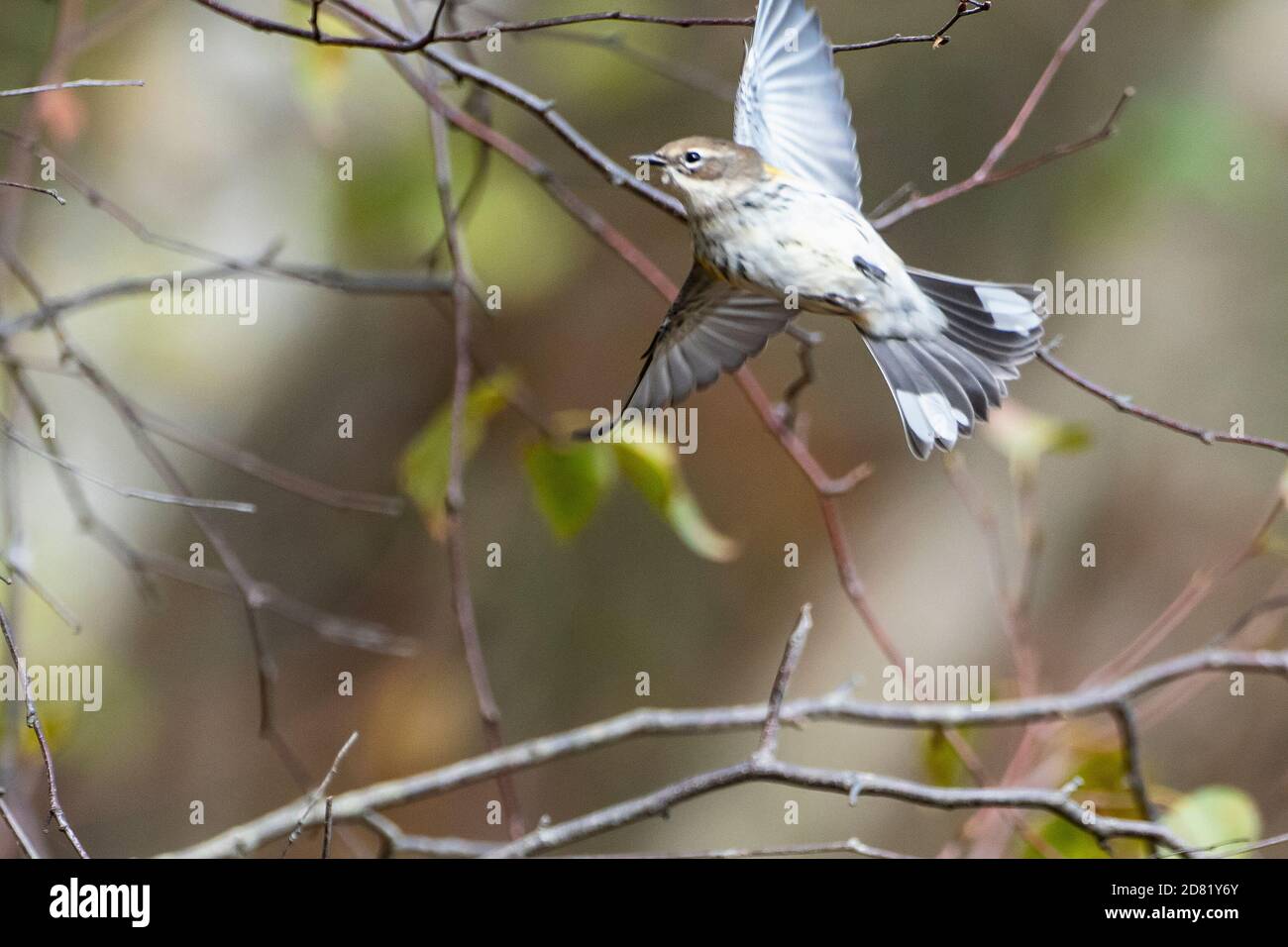 Yellow warbler in flight hi-res stock photography and images - Alamy
