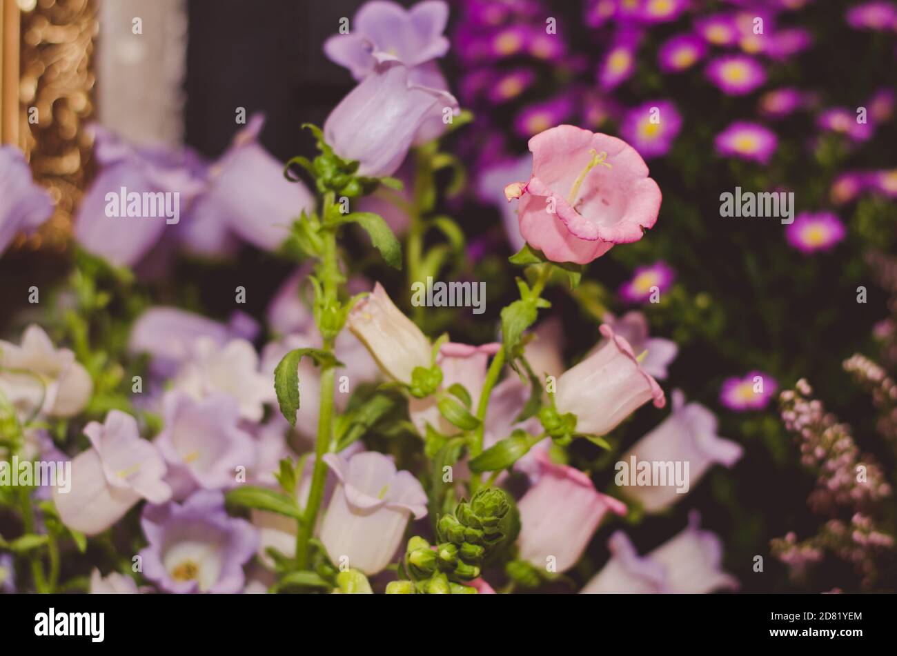 Decorative flower bells hi-res stock photography and images - Alamy