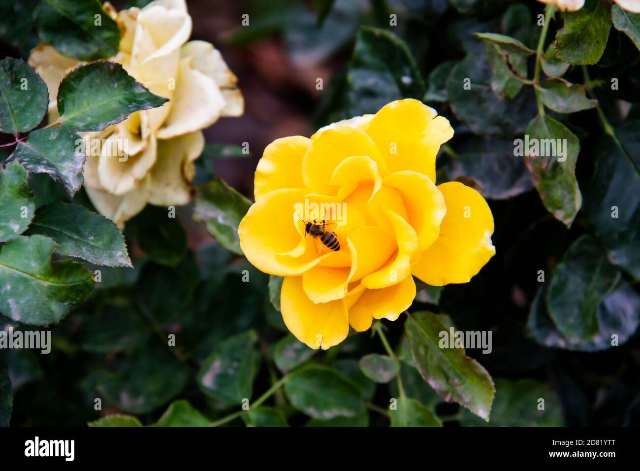 Rose bee autumn hi-res stock photography and images - Alamy