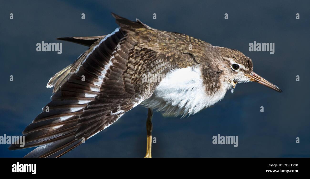 Spotted sandpiper in autumn hi-res stock photography and images - Alamy