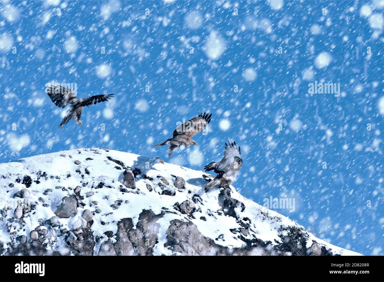 Winter season and animals. Falling snow. white blue nature background ...