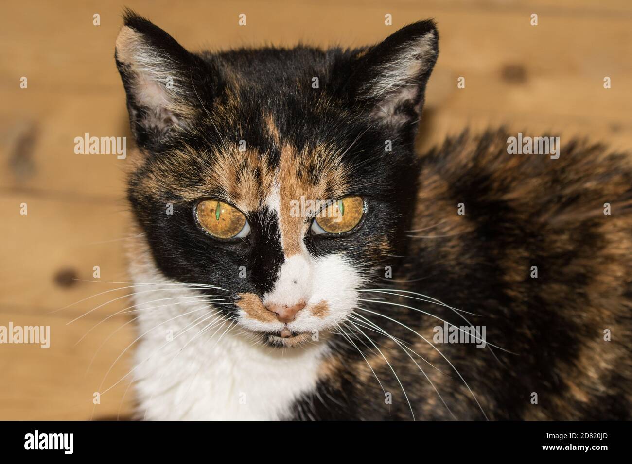 Calico eyes hi-res stock photography and images - Alamy