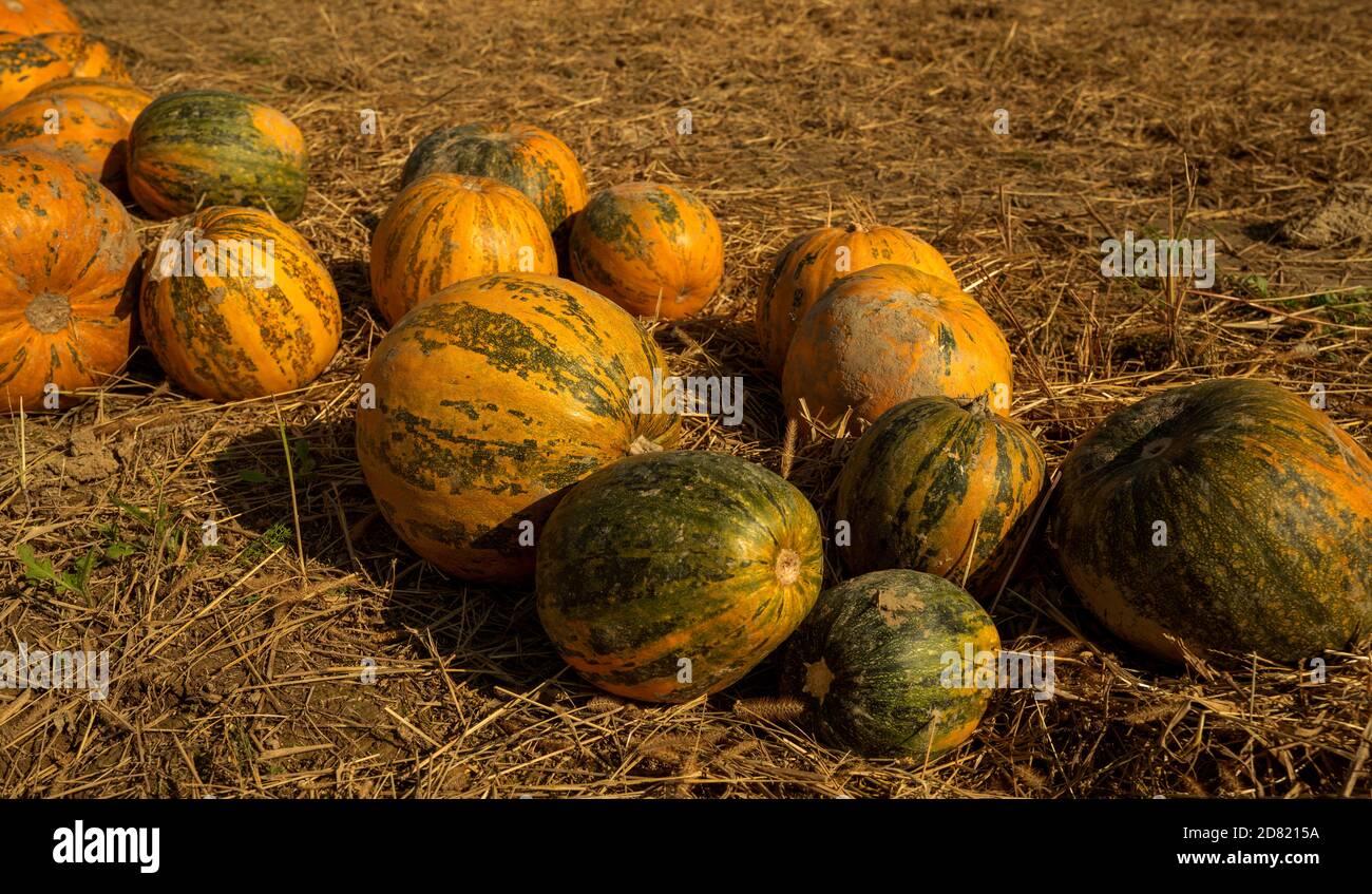 Pumpkin on plantation hi-res stock photography and images - Alamy