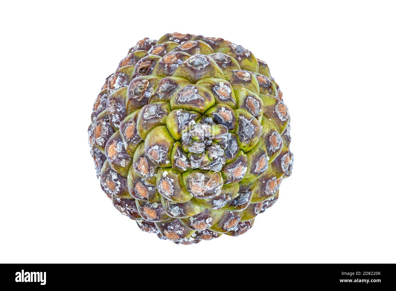 Pinus pinea cone Cut Out Stock Images & Pictures - Alamy