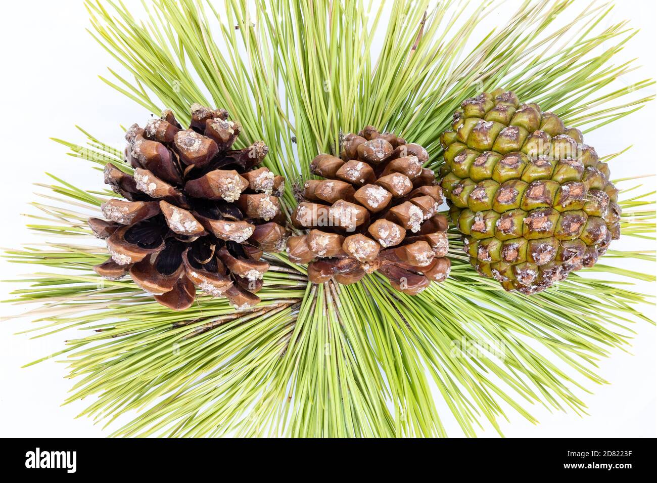 Closed pine cone hi-res stock photography and images - Alamy