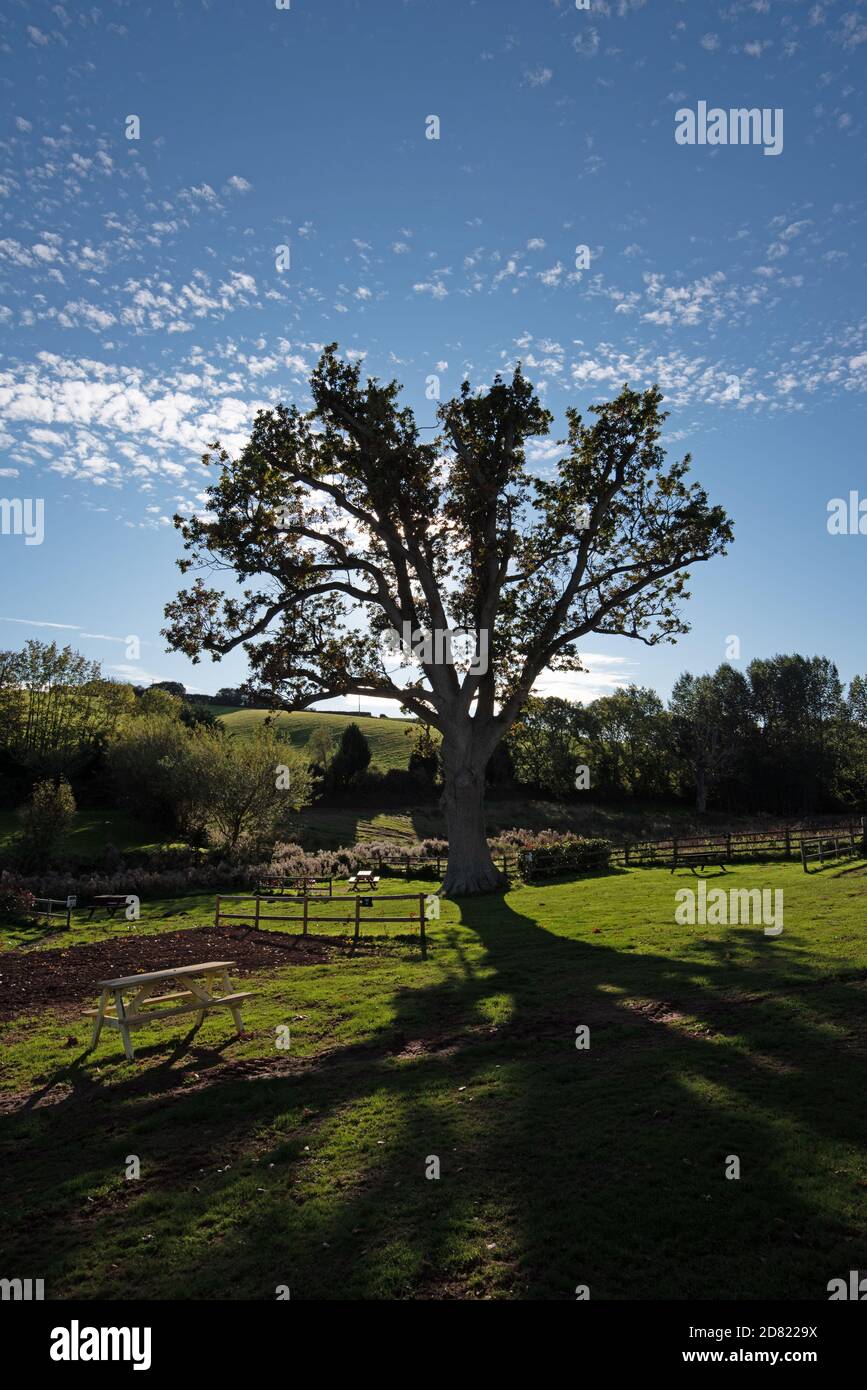 Healthy regrowth on pruned large oak tree, Quercus robur Stock Photo ...