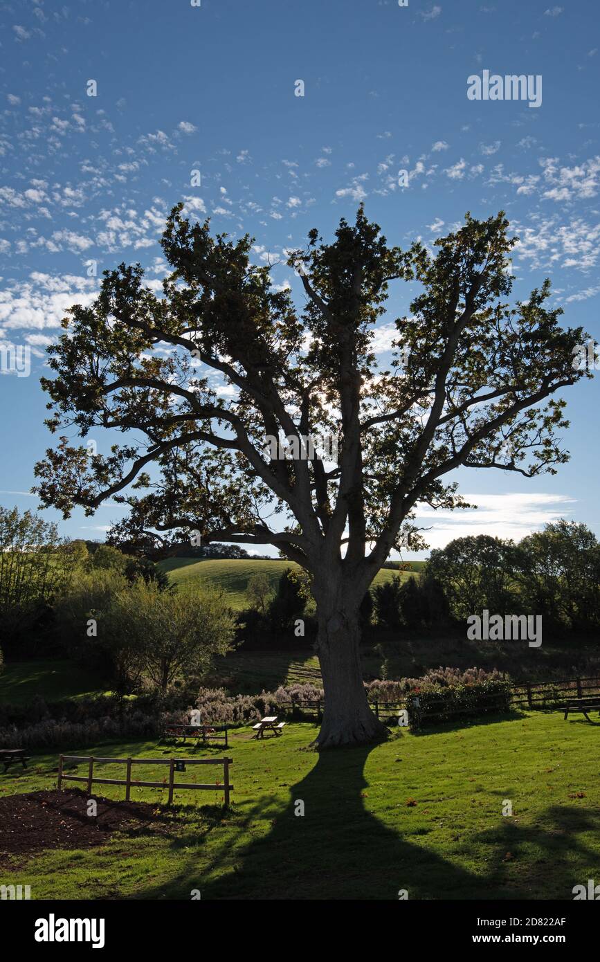 Healthy regrowth on pruned large oak tree, Quercus robur Stock Photo ...