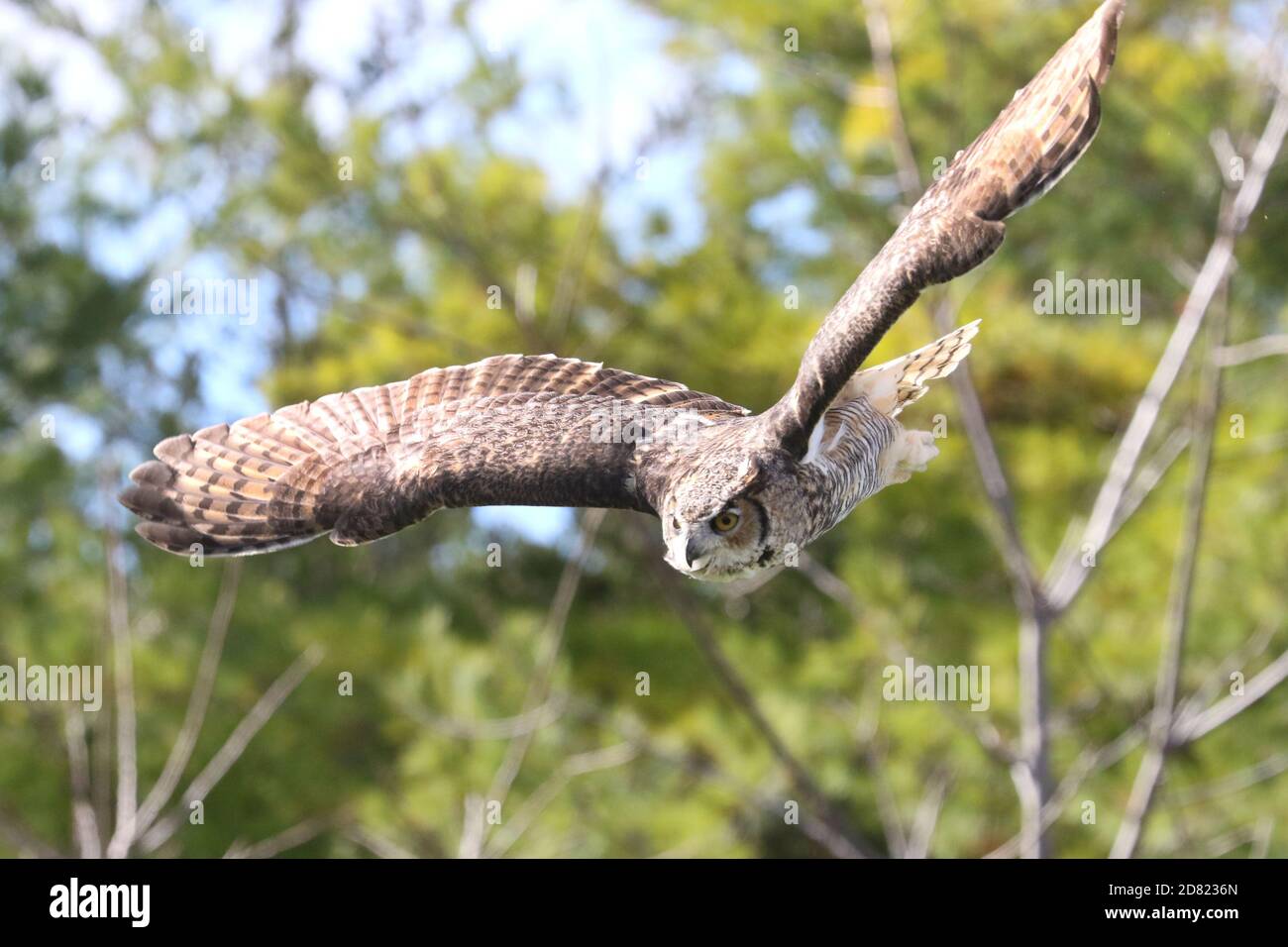 Great Horned Owl in flight and perching Stock Photo - Alamy