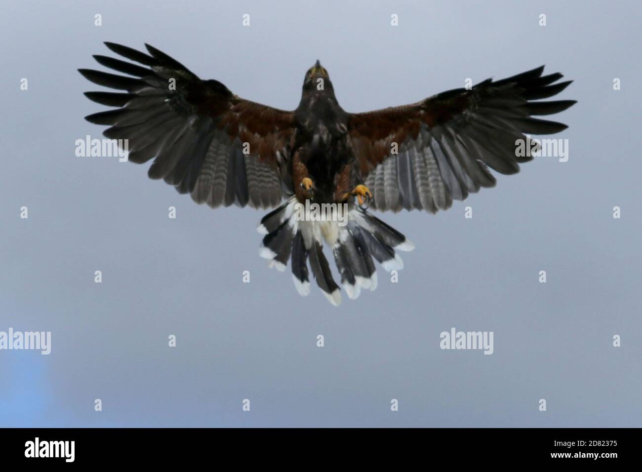 Harris Hawk in flight and perching Stock Photo - Alamy